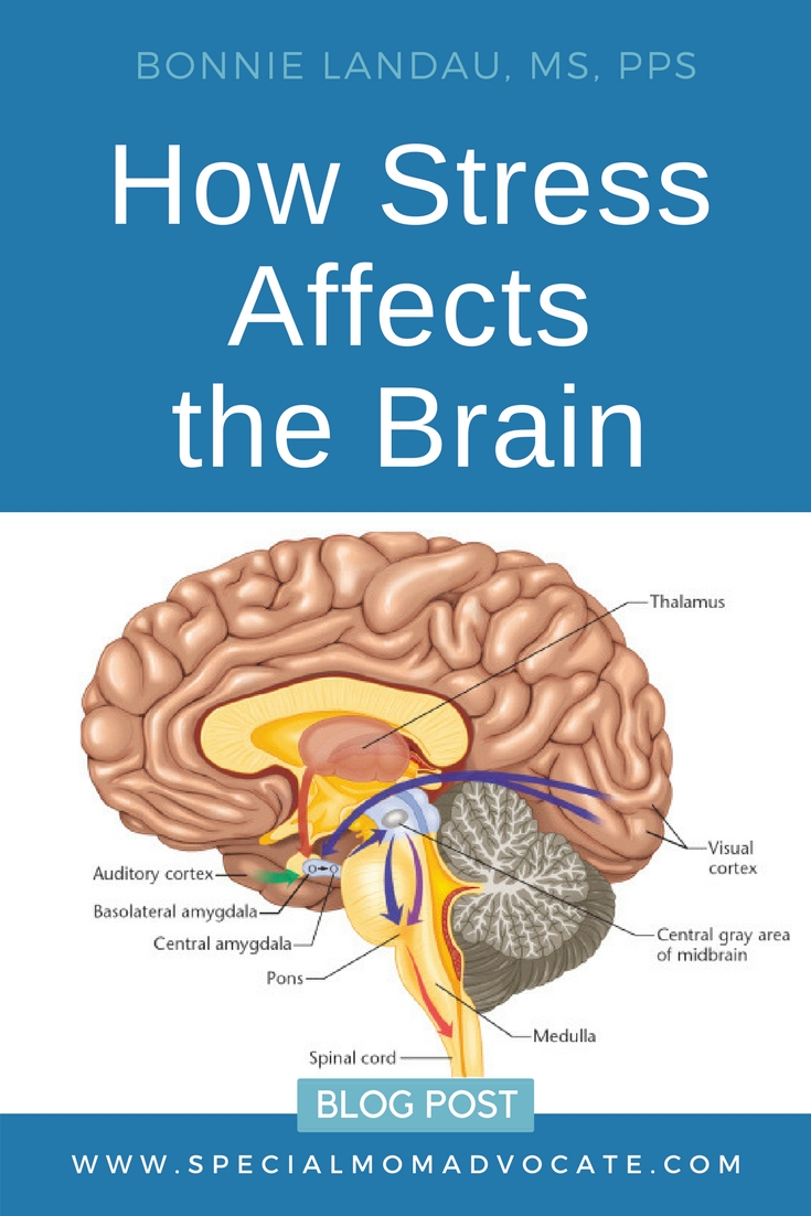 How Stress Affects the Brain and Hampers Learning | Special Mom Advocate
